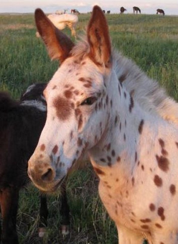 Day 1- When And Why You Started Riding - Budget Equestrian