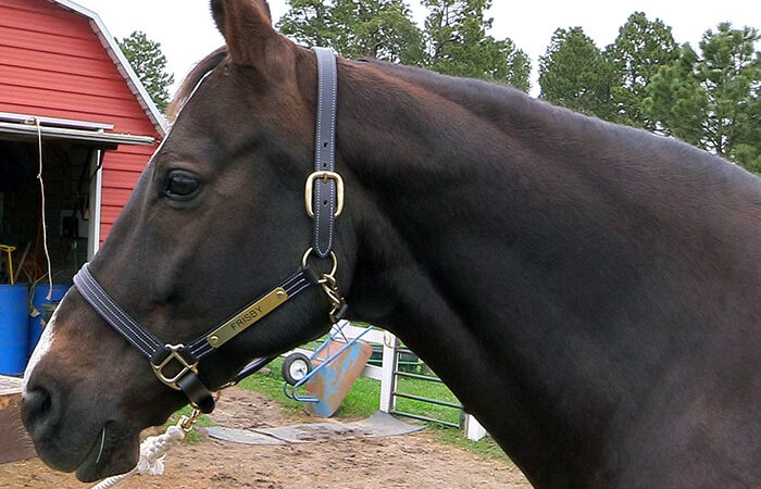 How To Attach A Halter Name Plate - Budget Equestrian