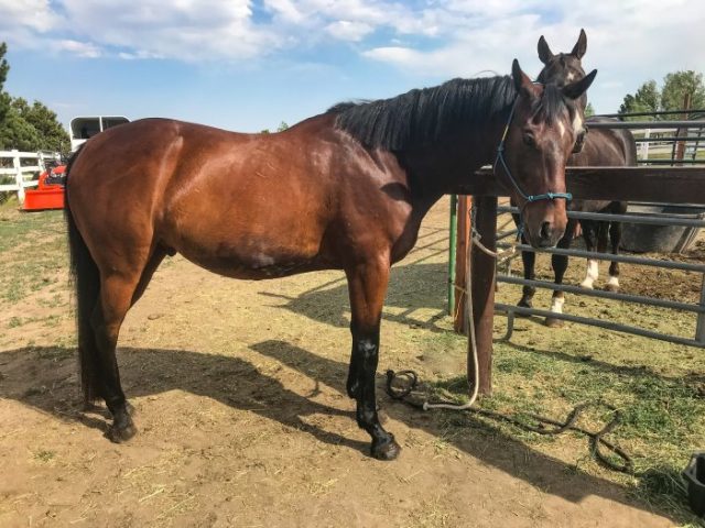 What It Looks Like When Your Horse Is Relaxed - Budget Equestrian