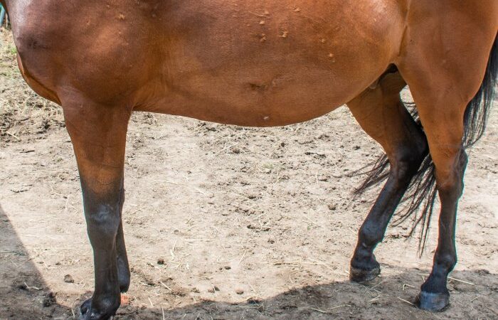 What It Looks Like When Your Horse Is Relaxed - Budget Equestrian