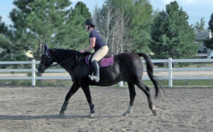 Let's Work On Two Point Position - Budget Equestrian