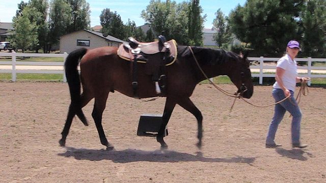 Getting Your Horse To Stand Still For Mounting - Budget Equestrian