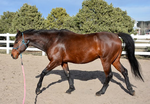 The Top 10 Best Shedding Tools For Horses - Budget Equestrian