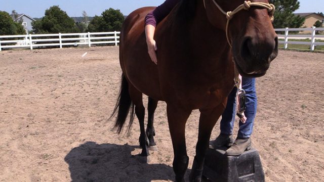 Introducing Ground Poles To Your Groundwork - Budget Equestrian