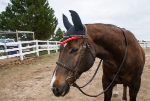 What Is An Ear Bonnet? - Budget Equestrian
