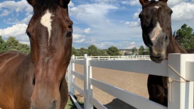 5 Day Writing Challenge – Day 2 - Budget Equestrian