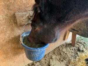 Making A Mash For Your Horse - Budget Equestrian