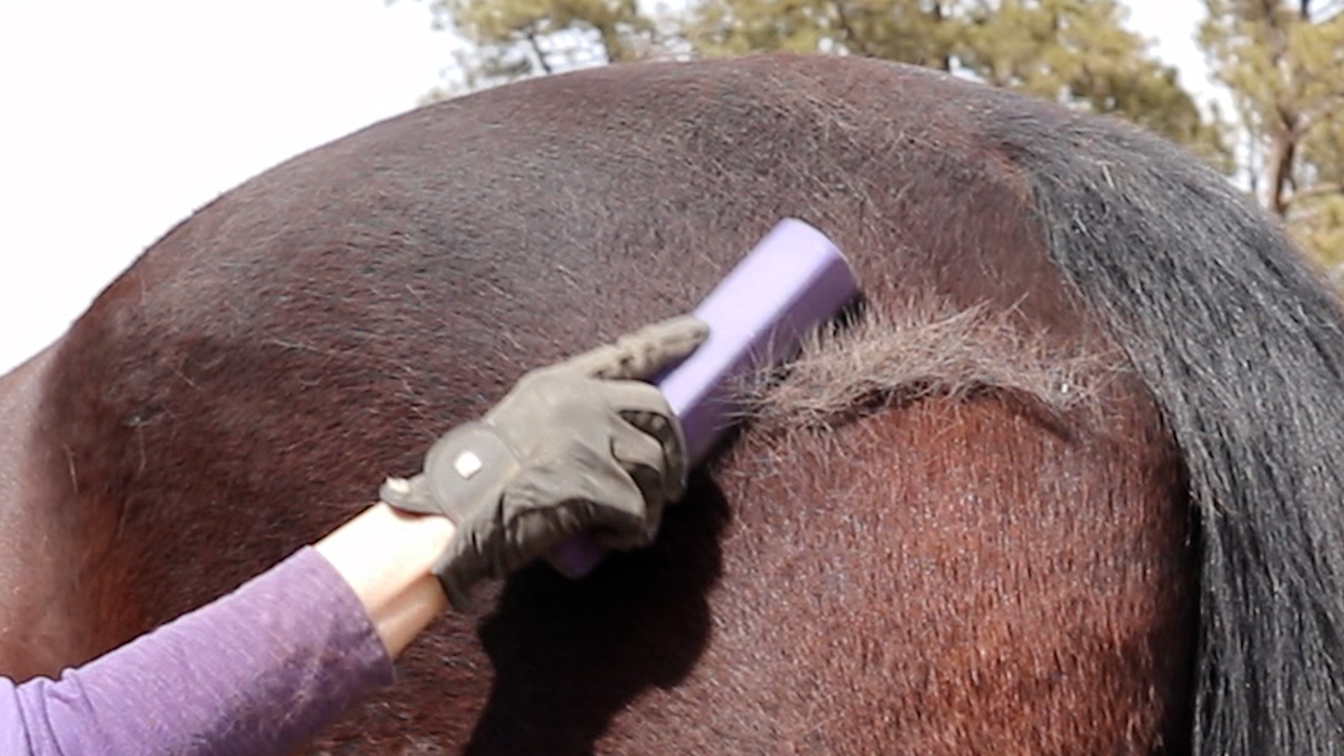 5 Best Shedding Tools For 2021 - Budget Equestrian