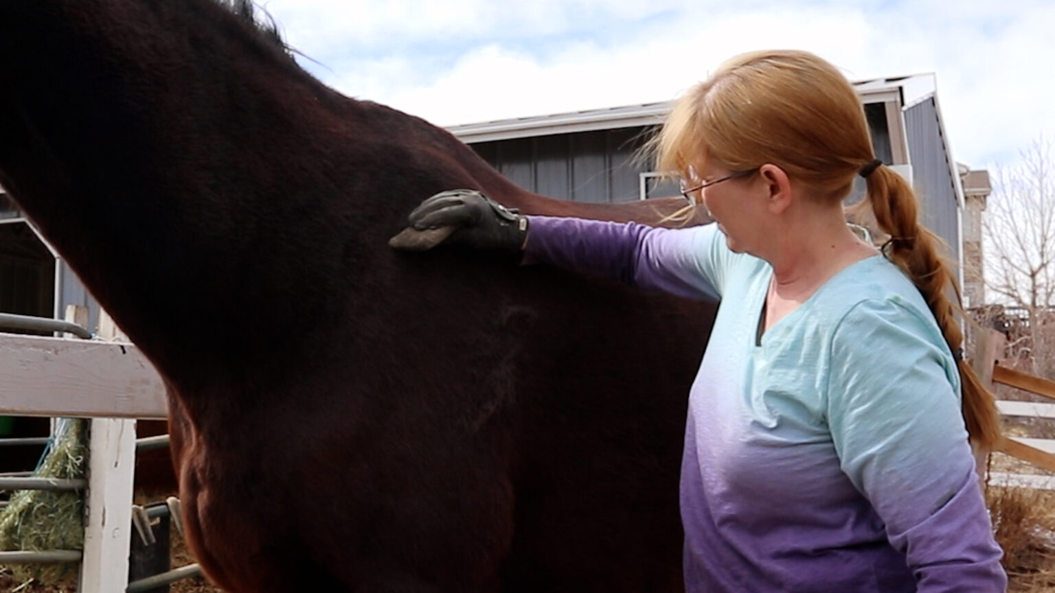 5 Best Shedding Tools For 2021 - Budget Equestrian