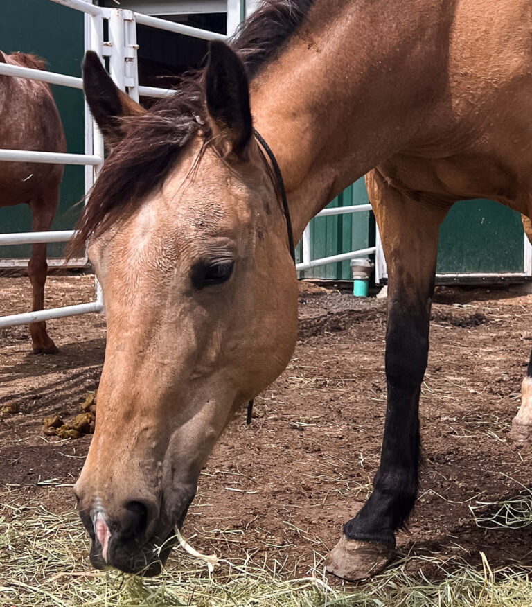 The Search Begins - How to Find Horses for Sale - Budget Equestrian