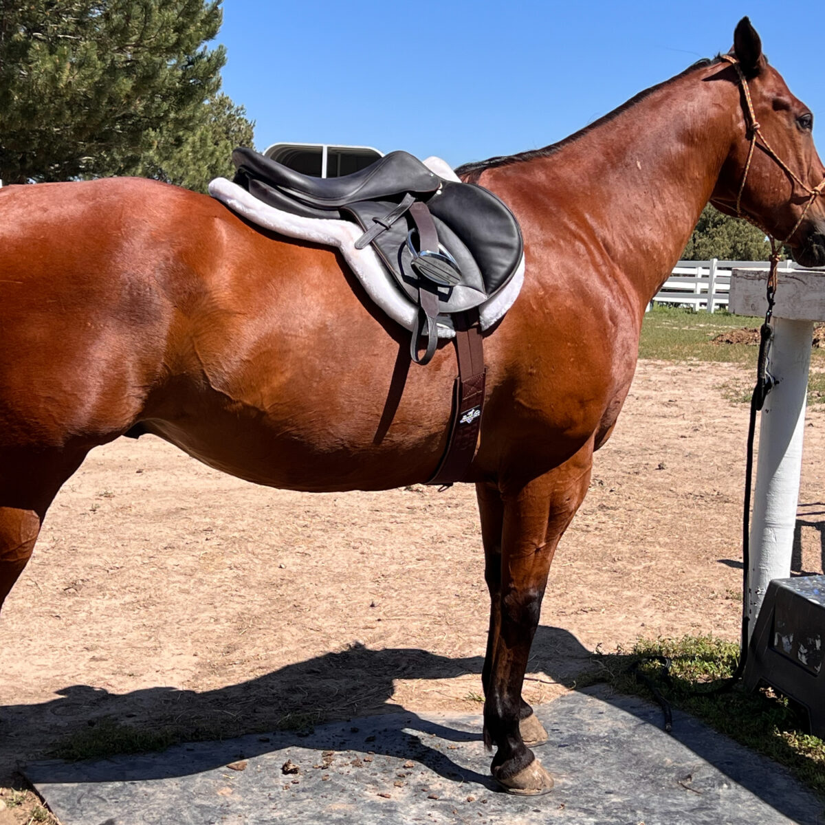How To Build Cavaletti - So Easy! - Budget Equestrian