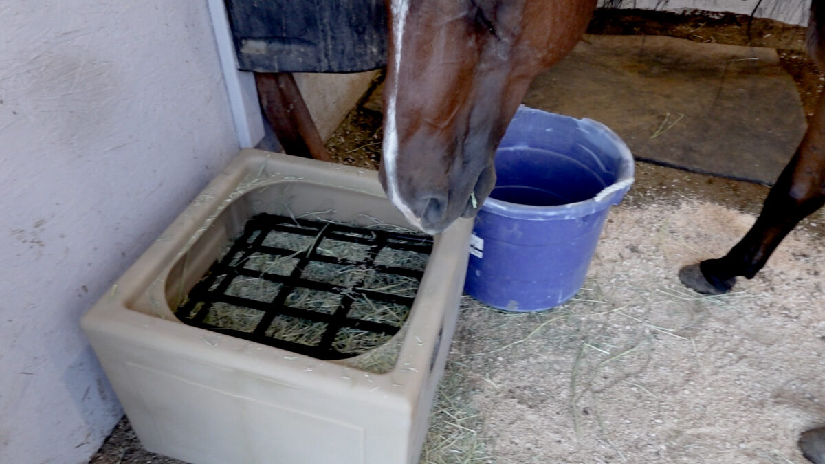 Exploring the Benefits of the High Country Plastic Slow Feeder Junior ...