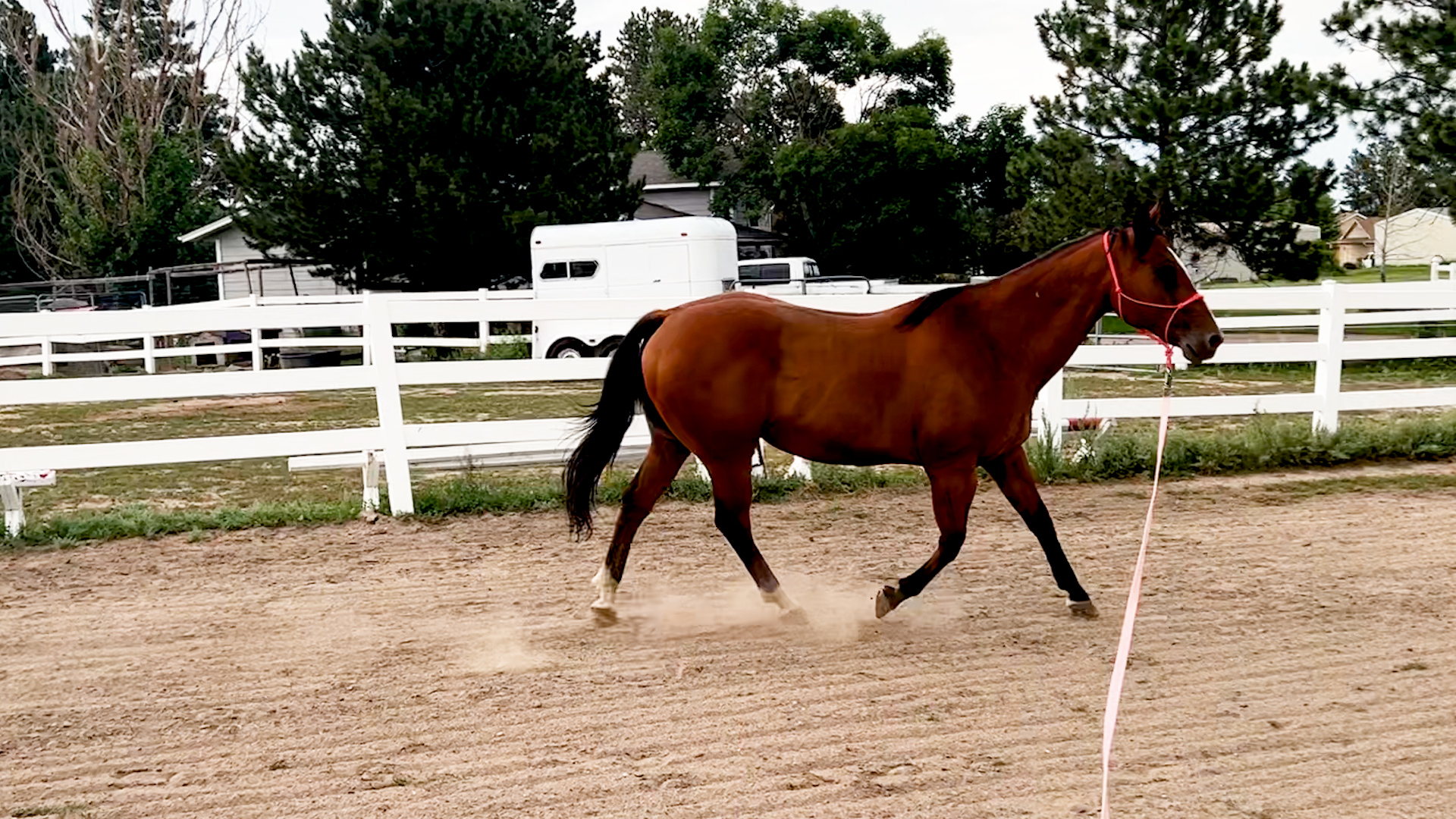 Exploring Equine Connection: 10 Essential Groundwork Exercises to ...
