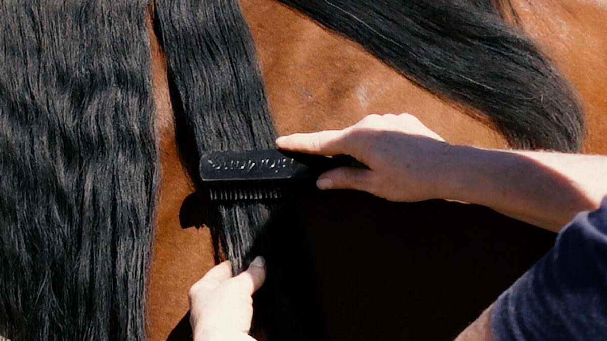 Must-Have Grooming Tools-BioMane Mane and Tail Brush - Budget Equestrian