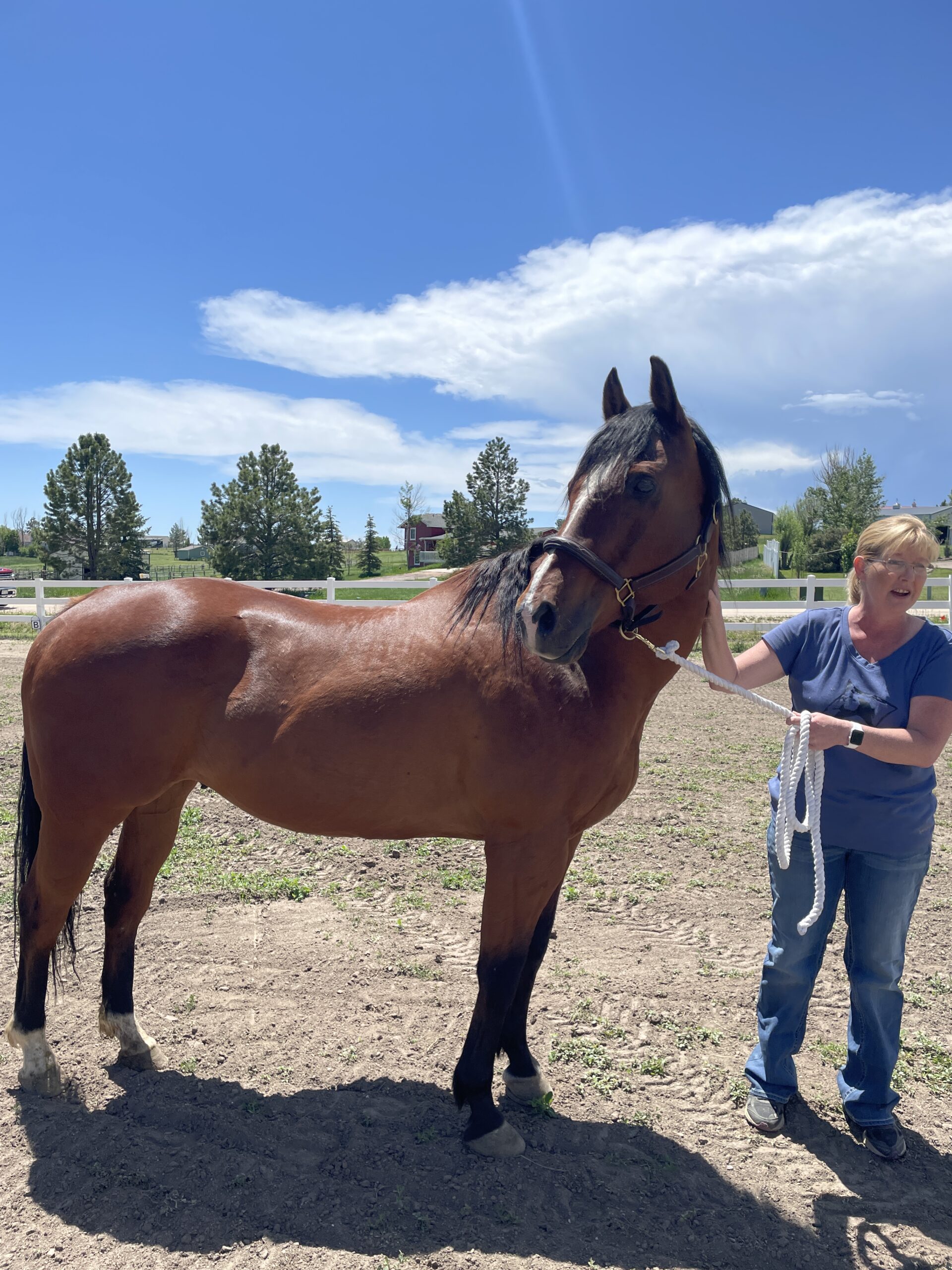 Exploring Equine Connection: 10 Essential Groundwork Exercises to ...