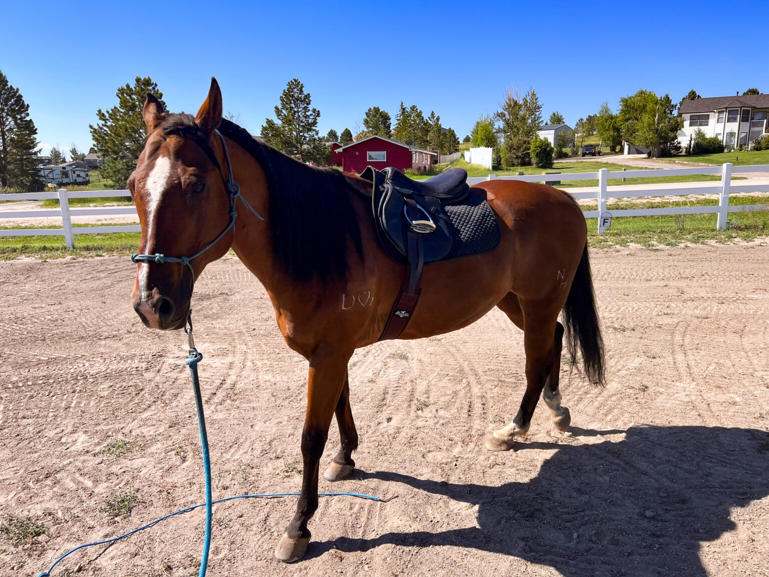 Exploring Equine Connection: 10 Essential Groundwork Exercises to Strengthen the Bond with Your ...