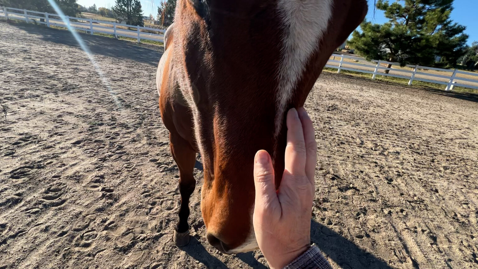 Budget Equestrian - DIY projects for barn, tack room and even your home