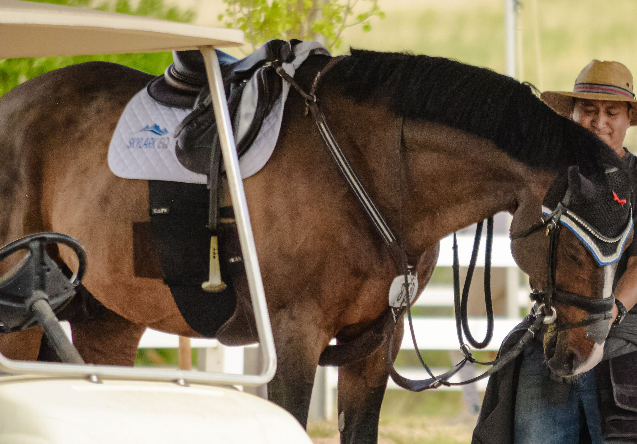 Horses Speak Without Words: How to Interpret Their Body Language ...