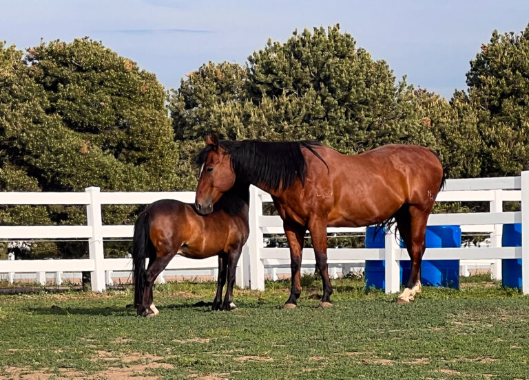 100X Equine Osteo-Max Review - Budget Equestrian