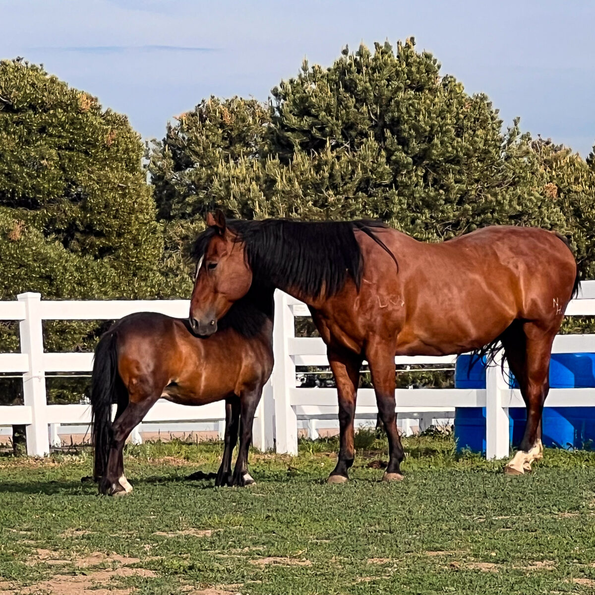 Building A Riding Arena On A Budget - Budget Equestrian