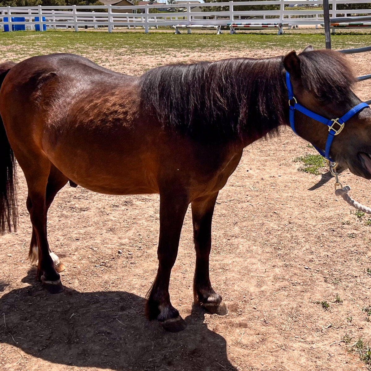 Building A Riding Arena On A Budget - Budget Equestrian