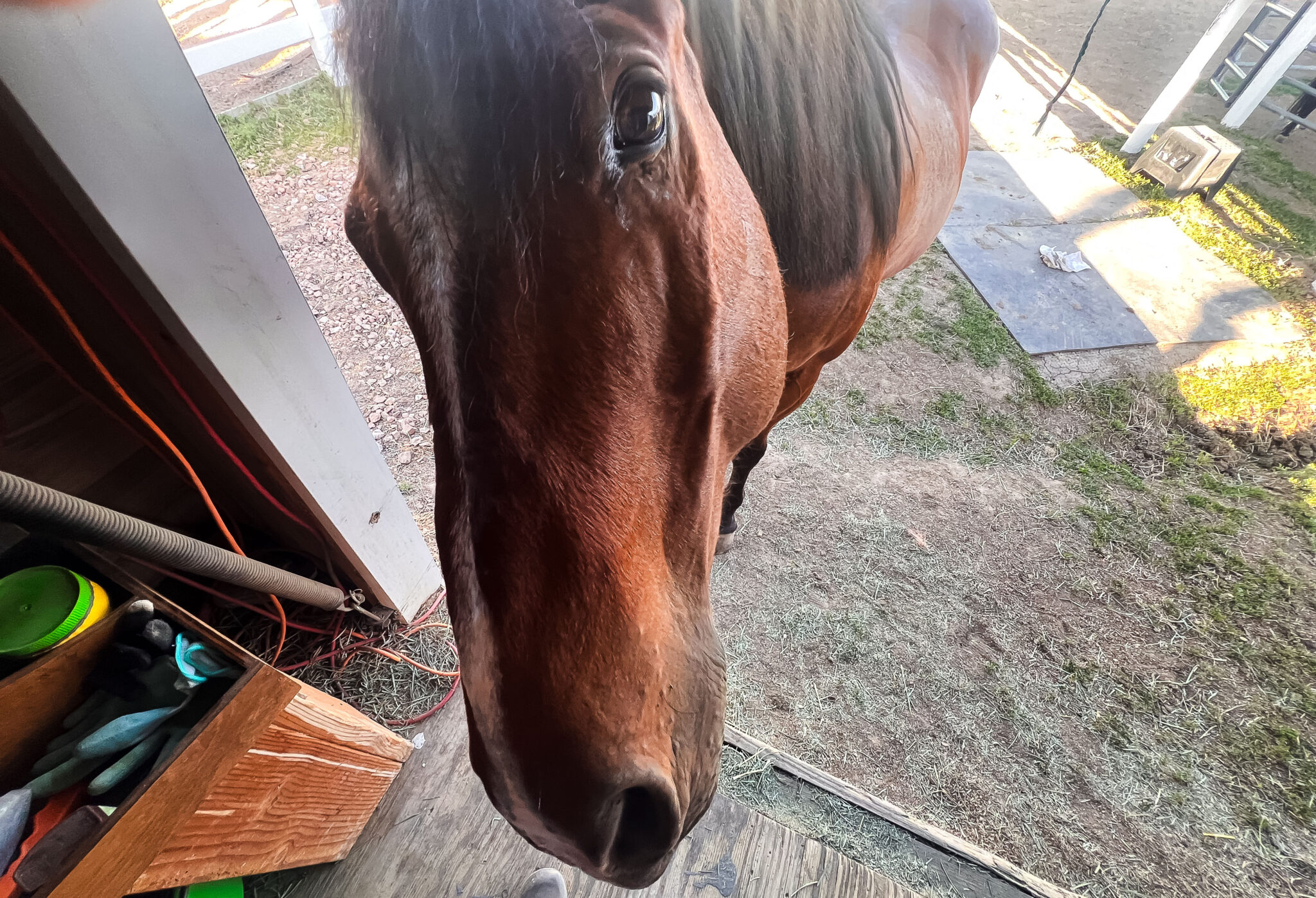 Horses Speak Without Words: How to Interpret Their Body Language ...