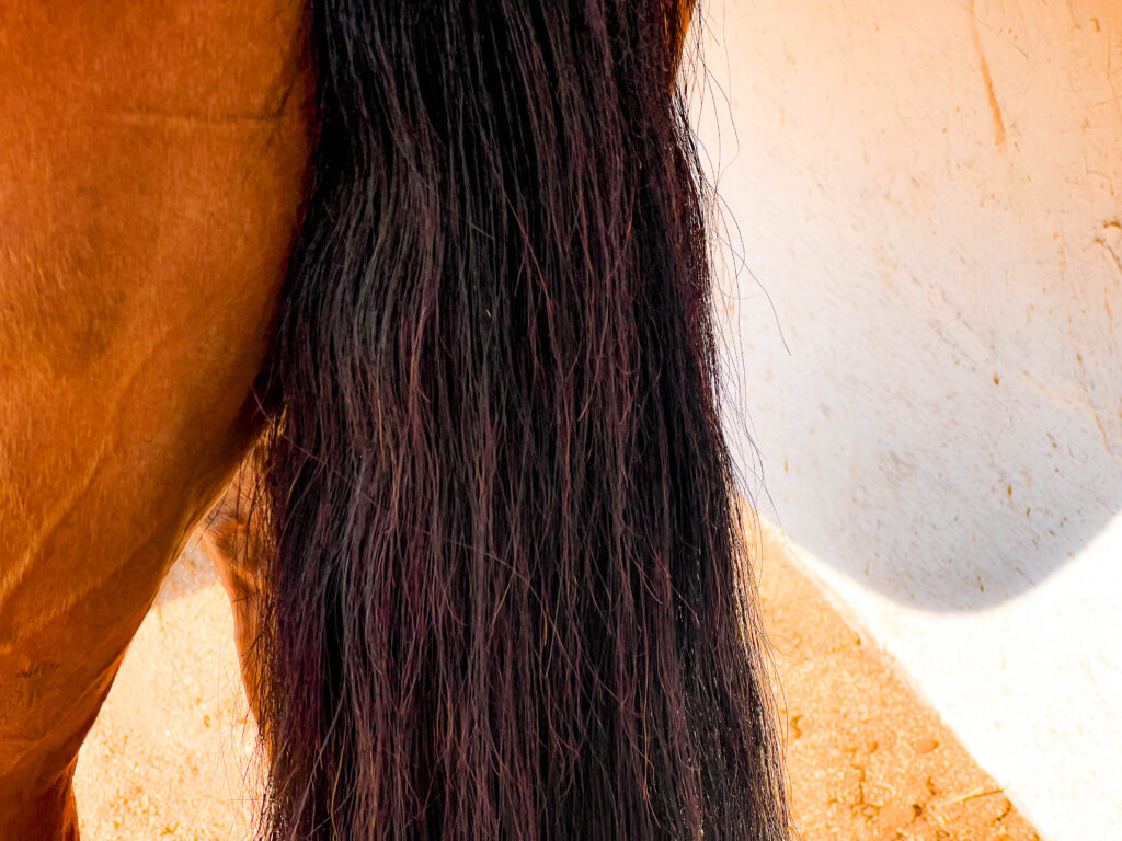 The Updated Ultimate Grooming Tool Resource - The Best Tools For ...